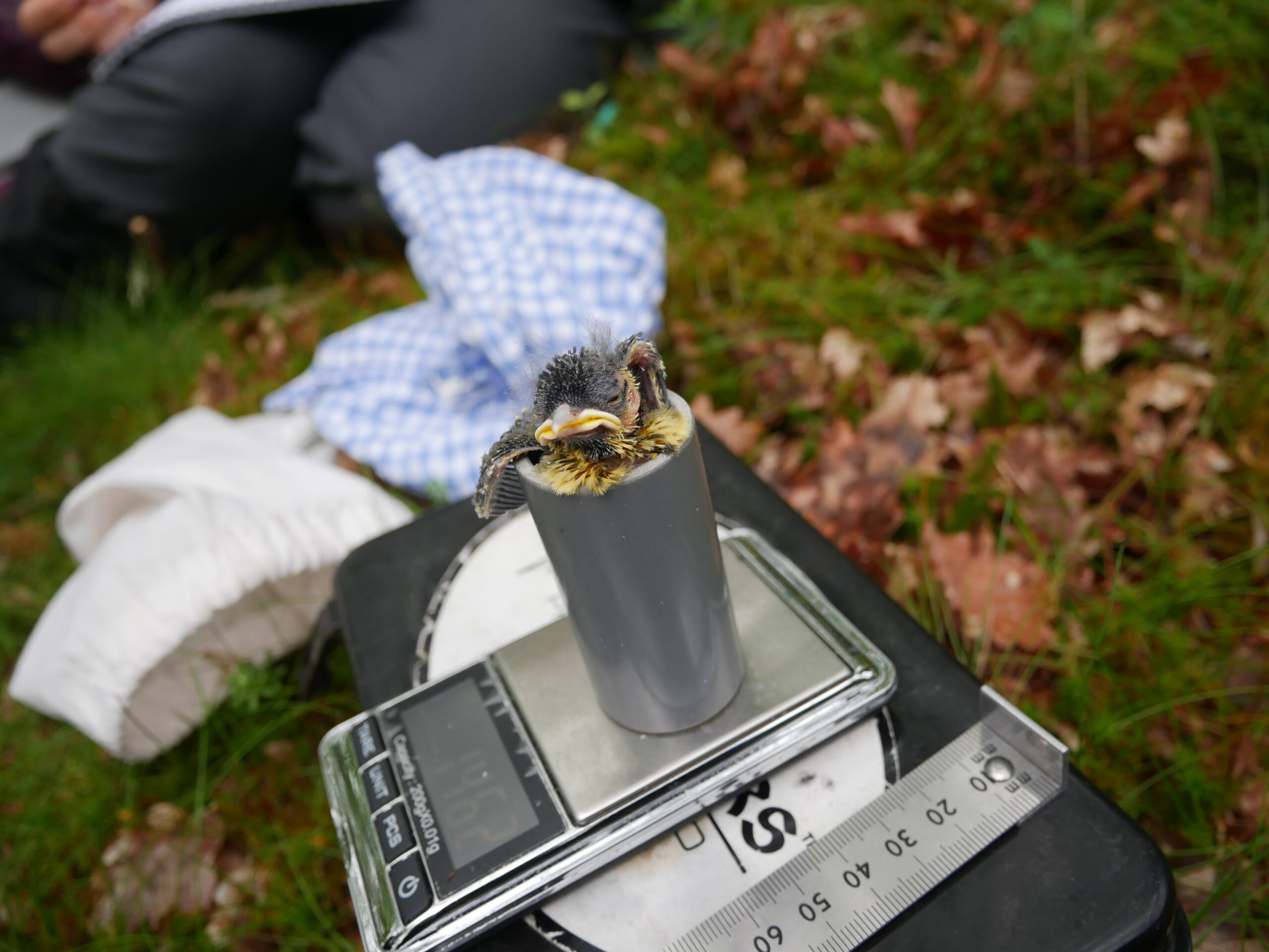 Stable Isotopes in Ecology - GAEA - Geo-Biosciences Advanced E-Learning ...