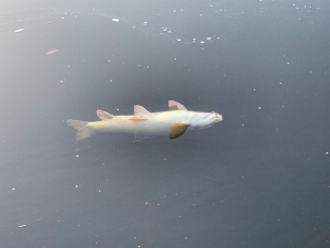 Tracking nitrate and ammonium in the environment - GAEA - Geo ...