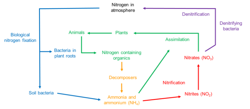 Tracking nitrate and ammonium in the environment - GAEA - Geo ...